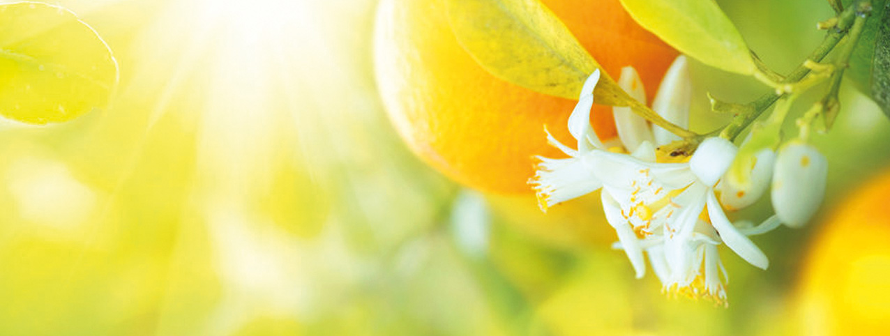 L'Histoire et les bienfaits de la fleur d'oranger de Provence